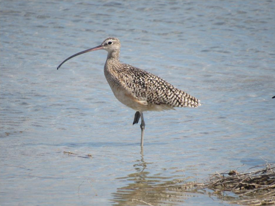Rare local sighting of long-billed curlew - SANIBEL-CAPTIVA - Island ...